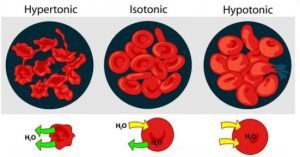 What is the Normal Red Blood Cell Count? - Health Advisor