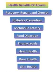 Can You Eat Acorn Nuts - Health Advisor