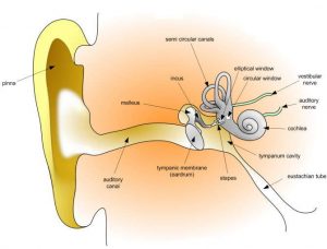 How to Get Rid of Ear Smell? - Health Advisor